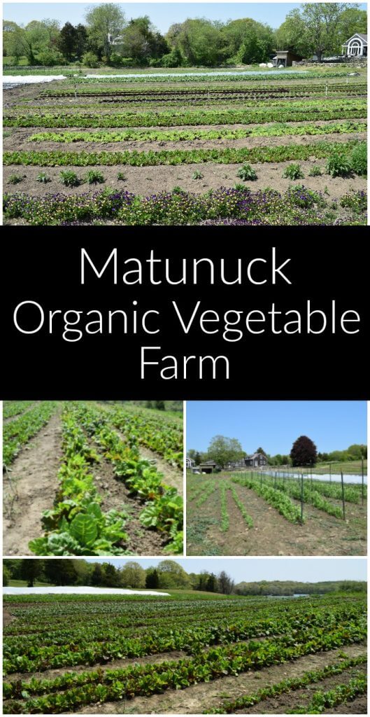 Matunuck Oyster Bar Stew - A Family Feast®